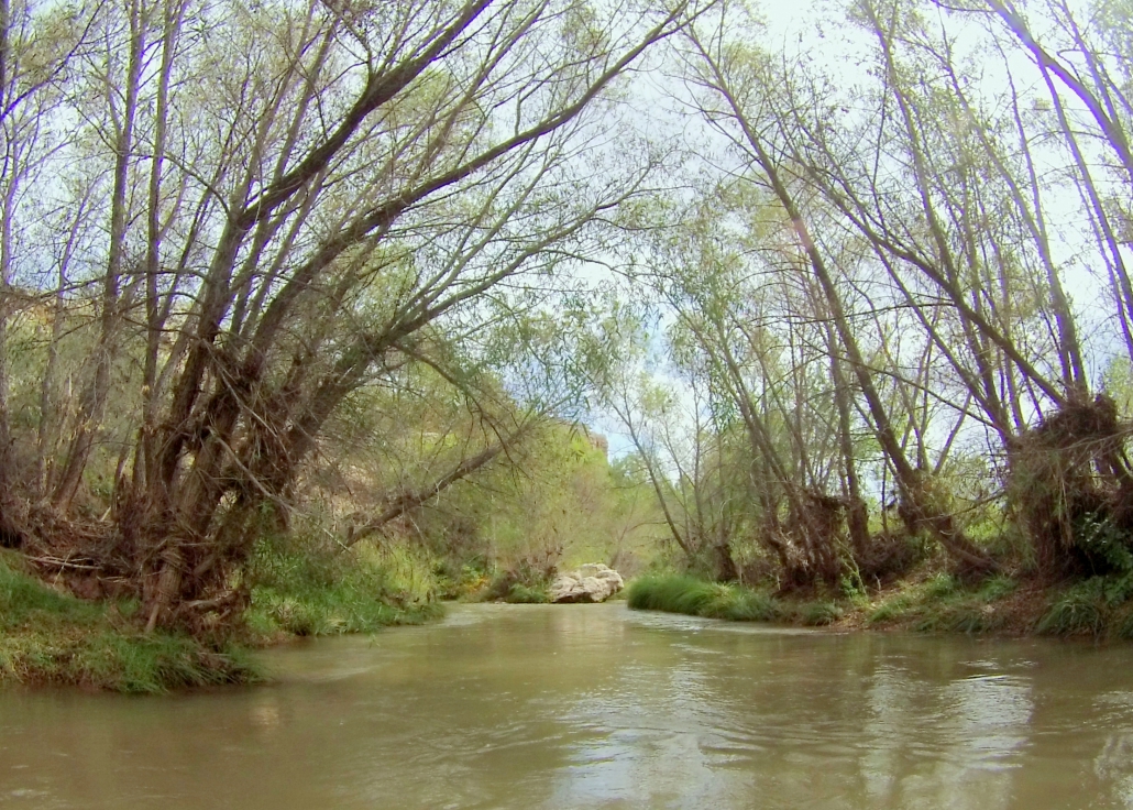 The Value of Trees for the Verde River - Friends of the Verde River