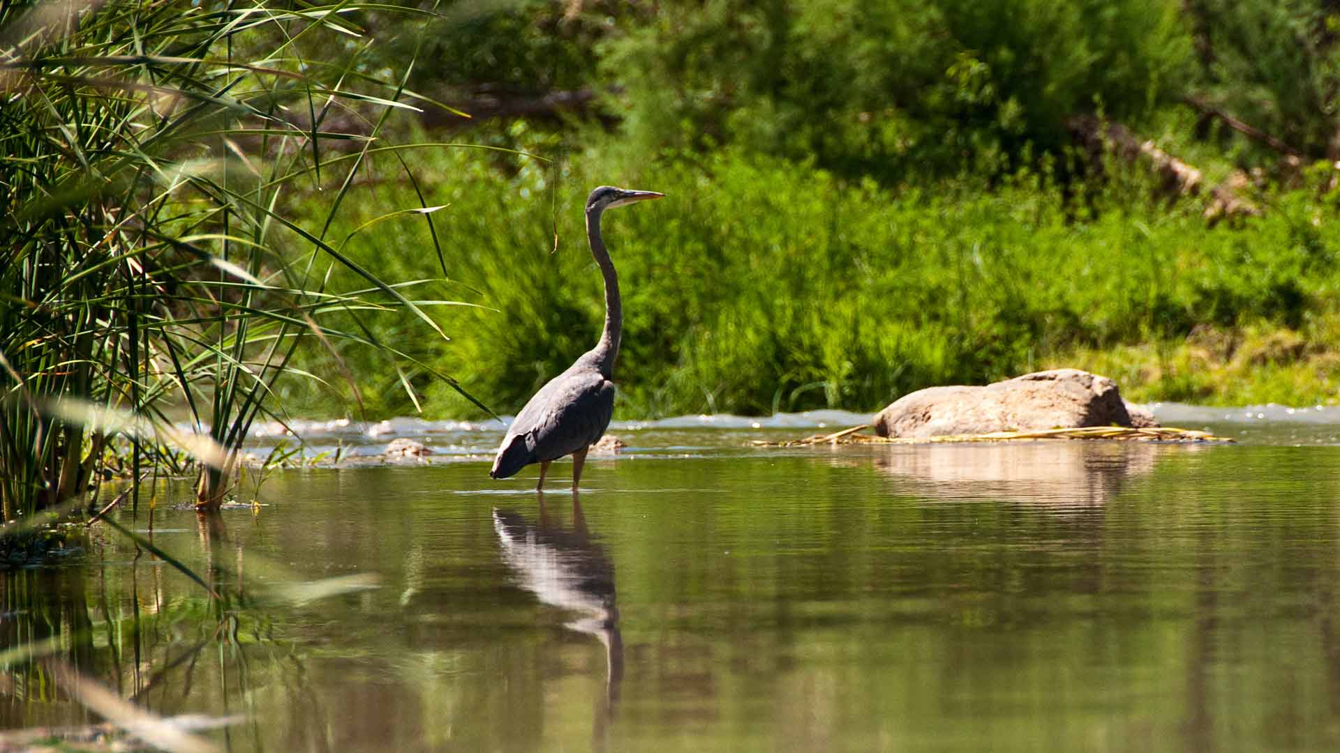 About River Friendly Living - Friends of the Verde River